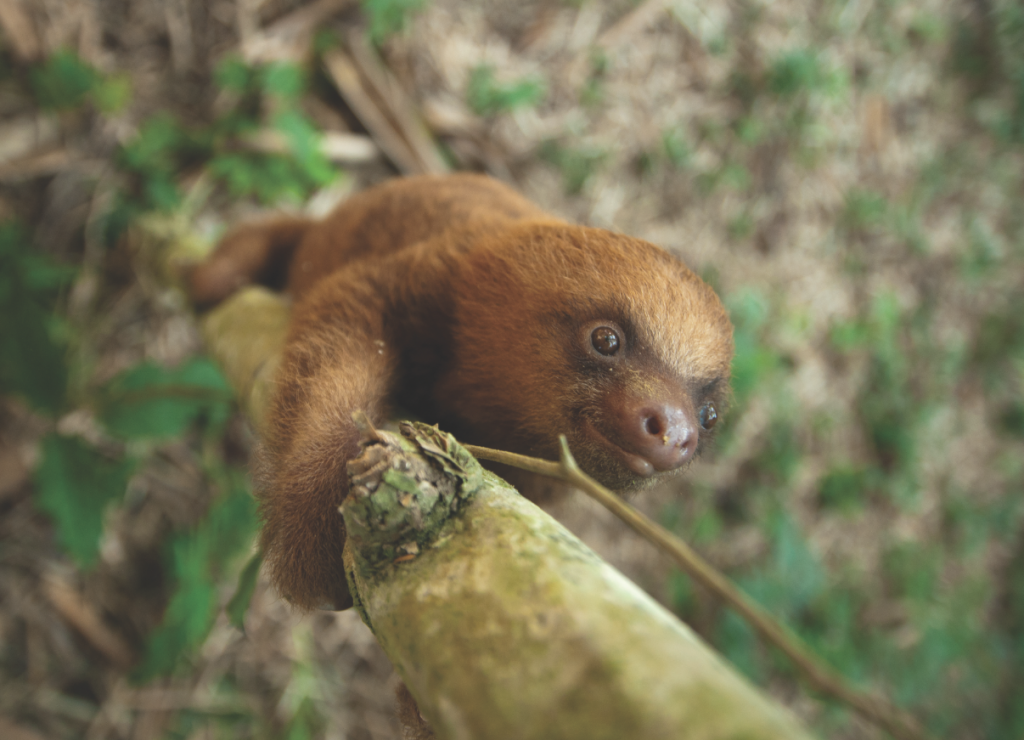 The Amazon: A Sloth Adventure