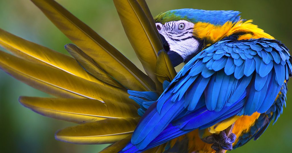 Wings of Peru