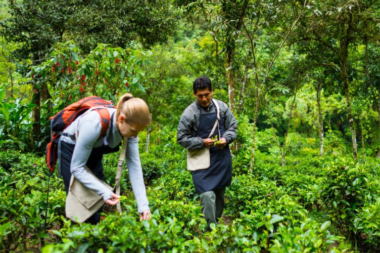 Inkaterra’s Organic Tea: From Machu Picchu to the World